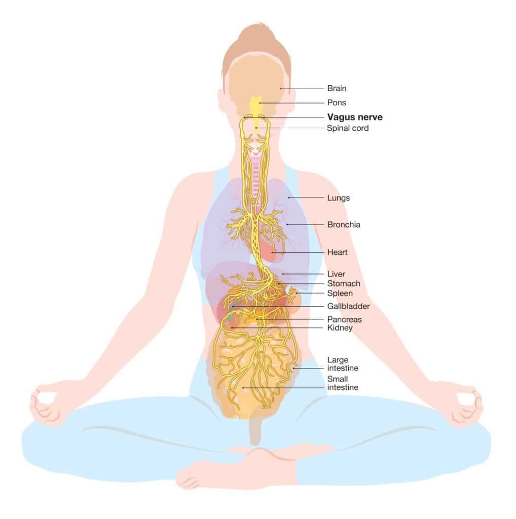 Diet, Supplements, and the Vagus Nerve? Improve Your Gut Health